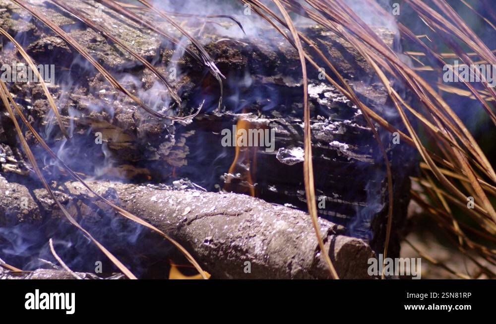 Fire burning inside of tree log, with branches and smoke white ash ...