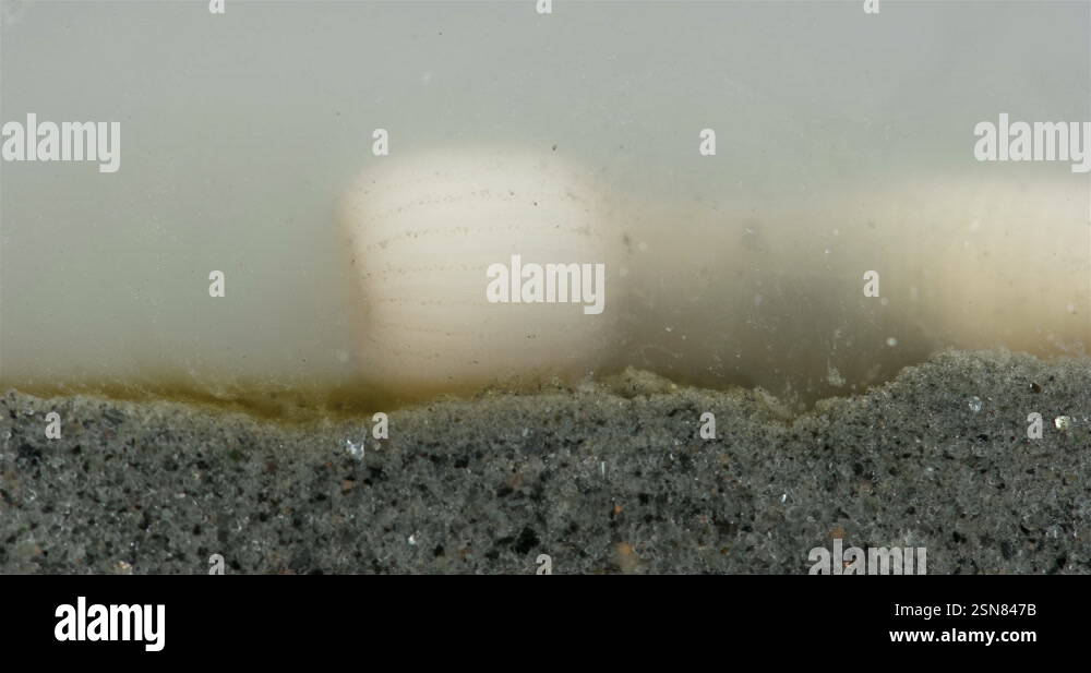 Cactus worm Priapulus caudatus under microscope, Priapulida Stock Video ...