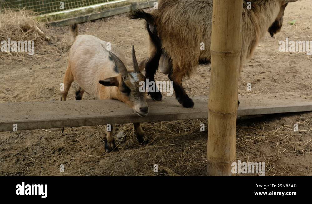 Goats and their daily behavior Stock Video Footage - Alamy