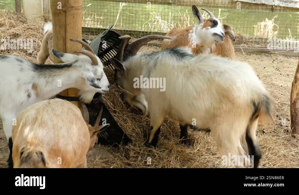 Goats and their daily behavior Stock Video Footage - Alamy