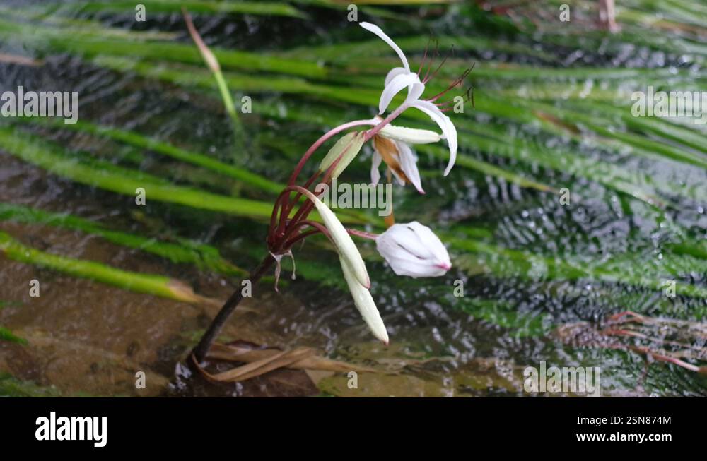 Umbel of onion flowers Stock Videos & Footage - HD and 4K Video Clips ...