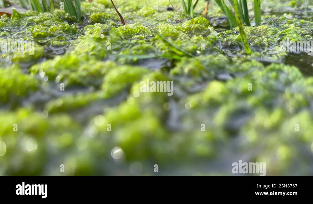 Fantastic macro view of green algae that stuck to green reeds in forest ...