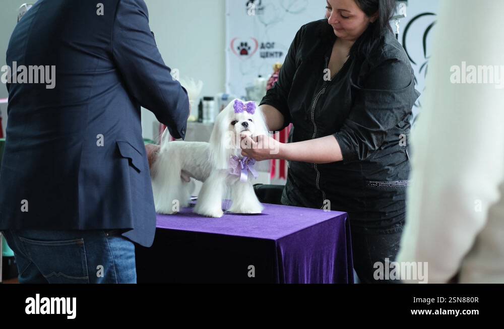 Competition grooming Stock Videos & Footage - HD and 4K Video Clips - Alamy