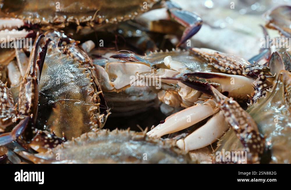 Video of large pile of blue crabs sitting in a bucket in the seafood ...