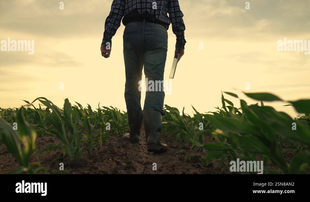 Farmer in rubber boots with tablet go grows green corn field. Owner ...