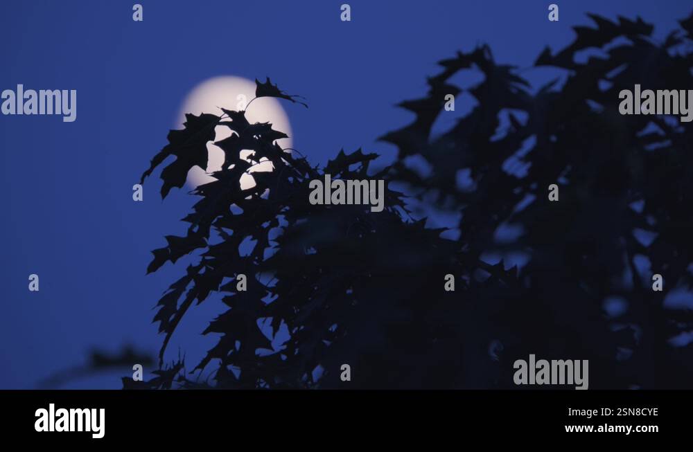 haunting menacing full moon peers through shadowy trees, casting eerie ...