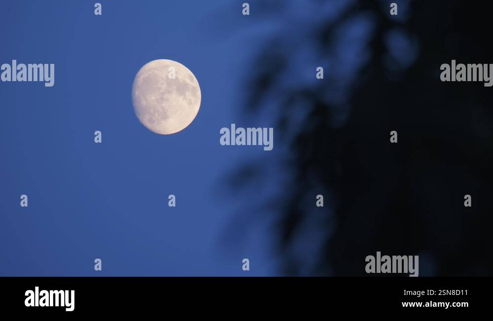 haunting menacing full moon peers through shadowy trees, casting eerie ...