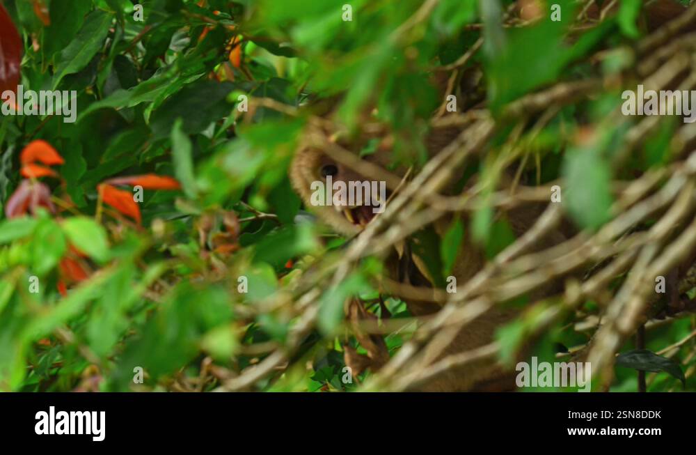 Monkey between leaves trees. Handheld and Focus in background Stock ...