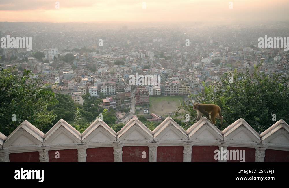 Monkey Temple in Kathmandu at Sunset in Nepal, Monkeys in Urban ...