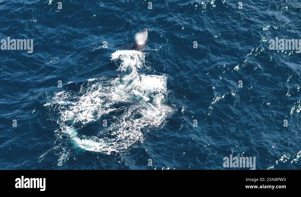Humpback whale tale with its calf in the Indian Ocean, Mozambique Stock ...