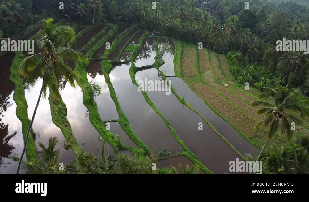 Lush rice terraces in Bali, cascading steps surrounded by tropical ...