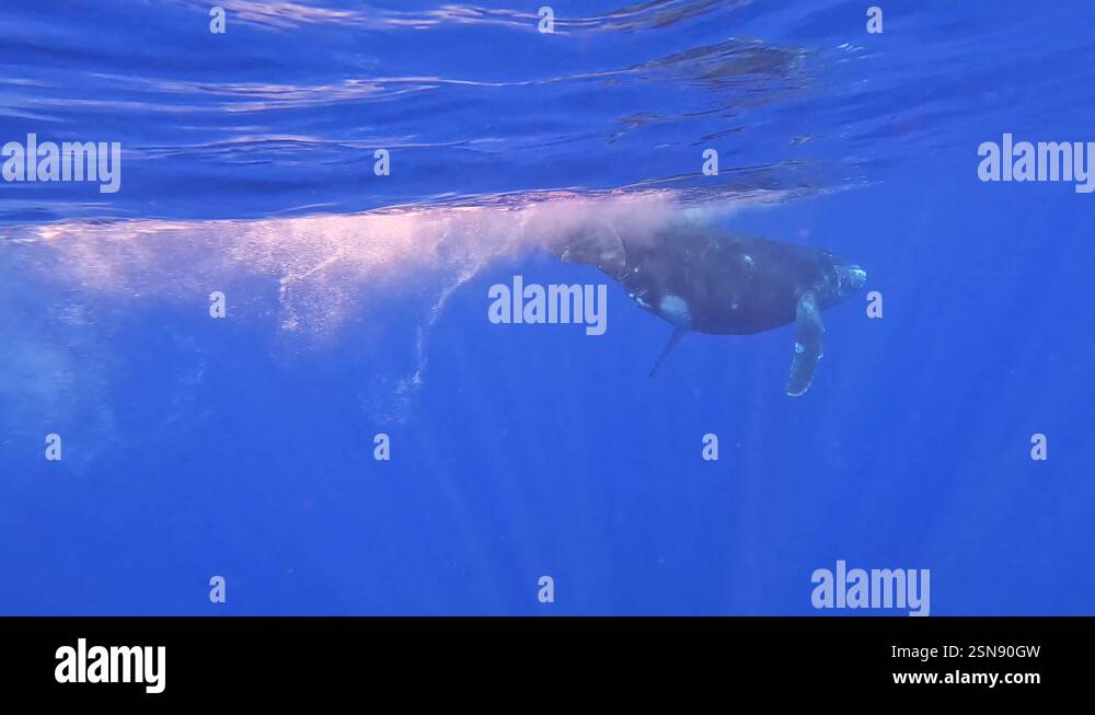 Underwater view of baby humpback whale splashing tail on surface of ...