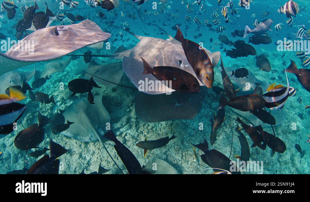 Stingrays and fish swim in the sea. Underwater footage of the vivid sea ...