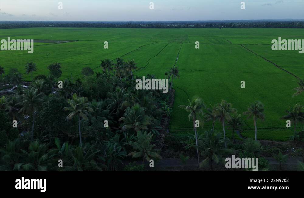 Rice field or Paddy Farming and coconut farming In Kerala, god's own ...