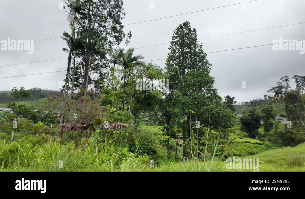 Beautiful scenic view plantations Stock Videos & Footage - HD and 4K Video Clips - Alamy