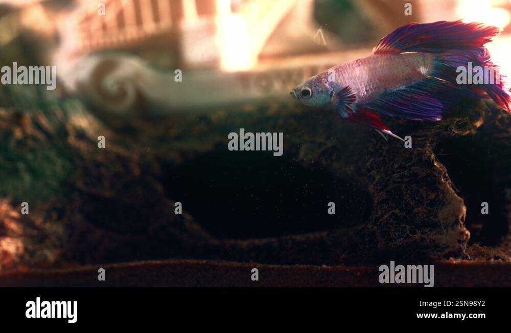 Fish inside aquarium Stock Videos & Footage - HD and 4K Video Clips - Alamy