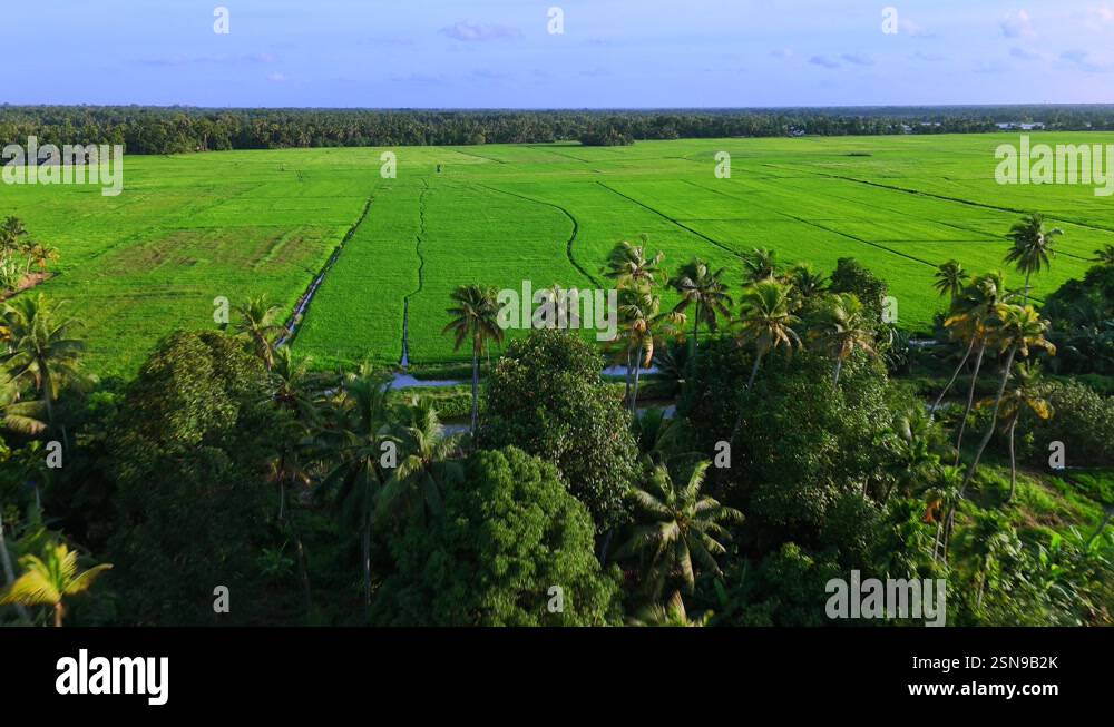 Rice farming in kerala Stock Videos & Footage - HD and 4K Video Clips ...