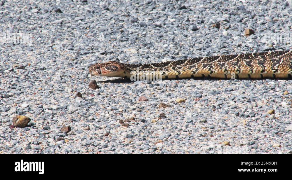 A large puff adder using caterpillar locomotion to slowly cross a ...