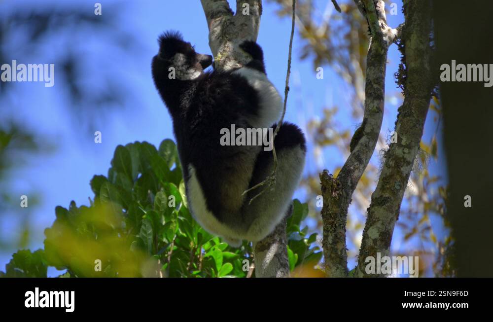 Indri indri lemur Stock Videos & Footage - HD and 4K Video Clips - Alamy