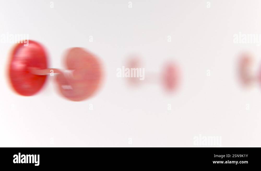 Fetus Development Stages and Embryo development Stages in Realistic ...