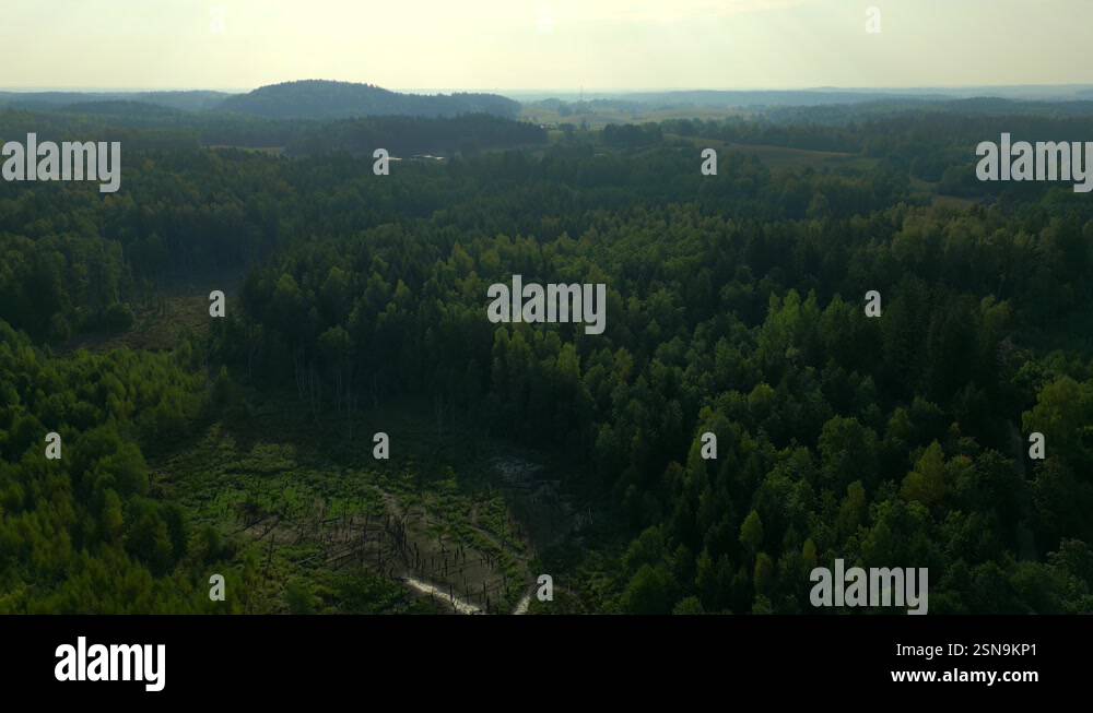 Dry forest ecosystem Stock Videos & Footage - HD and 4K Video Clips - Alamy