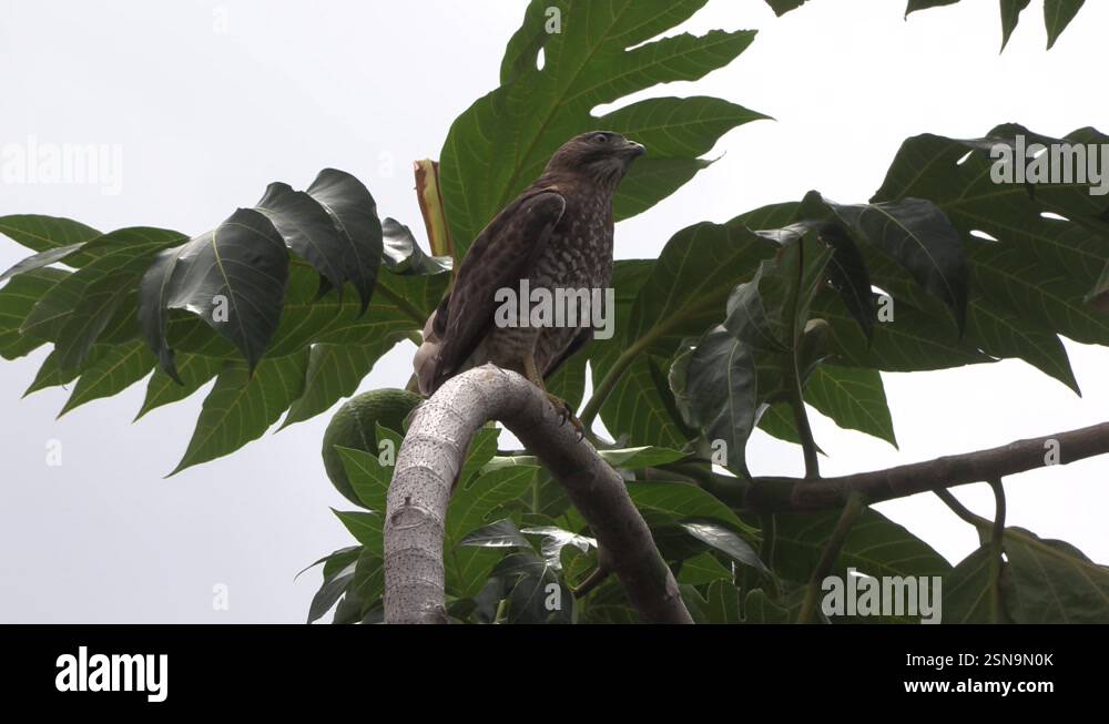 Chicken hawk Stock Videos & Footage - HD and 4K Video Clips - Alamy