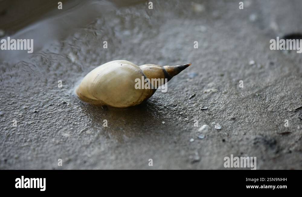 White shell Stock Videos & Footage - HD and 4K Video Clips - Alamy