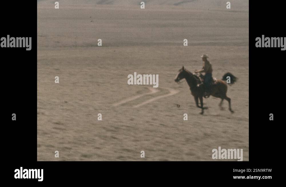 Horse at a gallop Stock Videos & Footage - HD and 4K Video Clips - Alamy