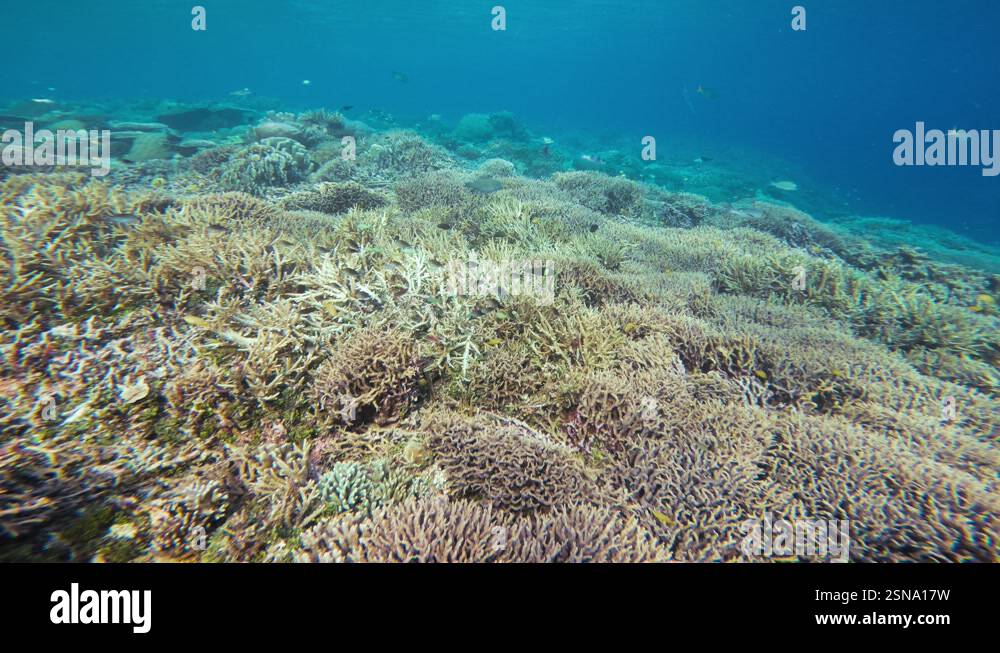 Smooth dive into a deep sea coral reef teeming with marine life and the ...