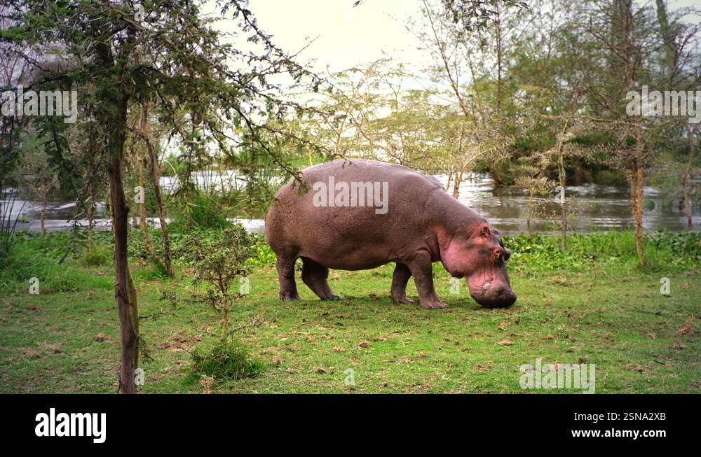 Hippo in greenery Stock Videos & Footage - HD and 4K Video Clips - Alamy