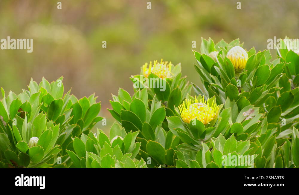 Fynbos biome Stock Videos & Footage - HD and 4K Video Clips - Alamy