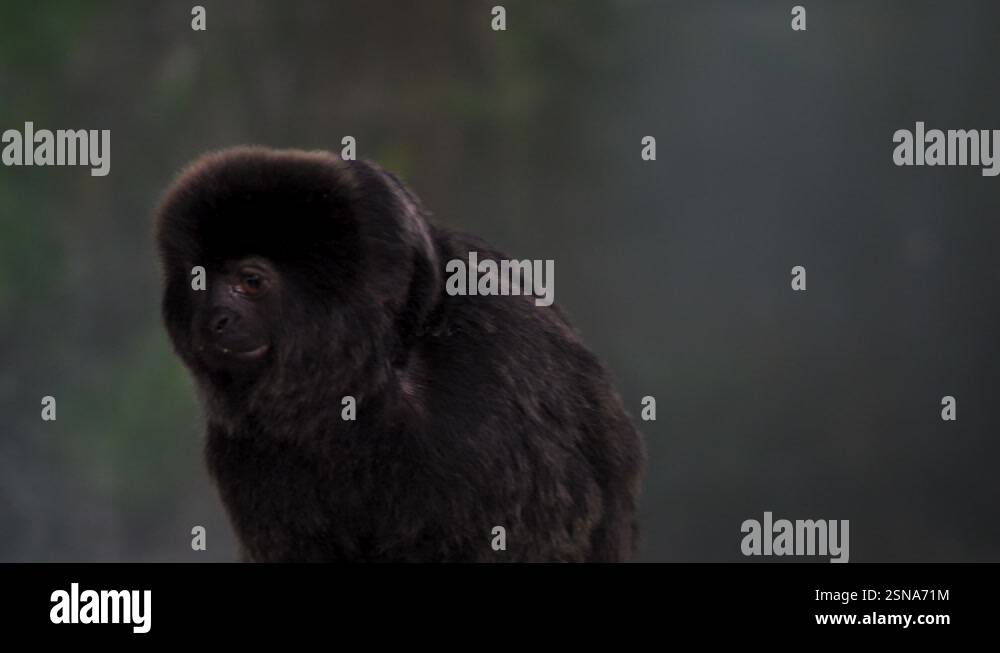 A cute little animal, a monkey of the tamarin species, scratches his ...