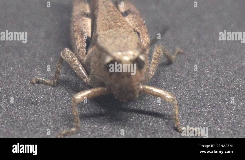 Jumping insects Stock Videos & Footage - HD and 4K Video Clips - Alamy