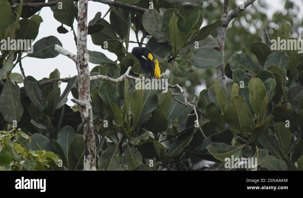 High contrast bird Stock Videos & Footage - HD and 4K Video Clips - Alamy