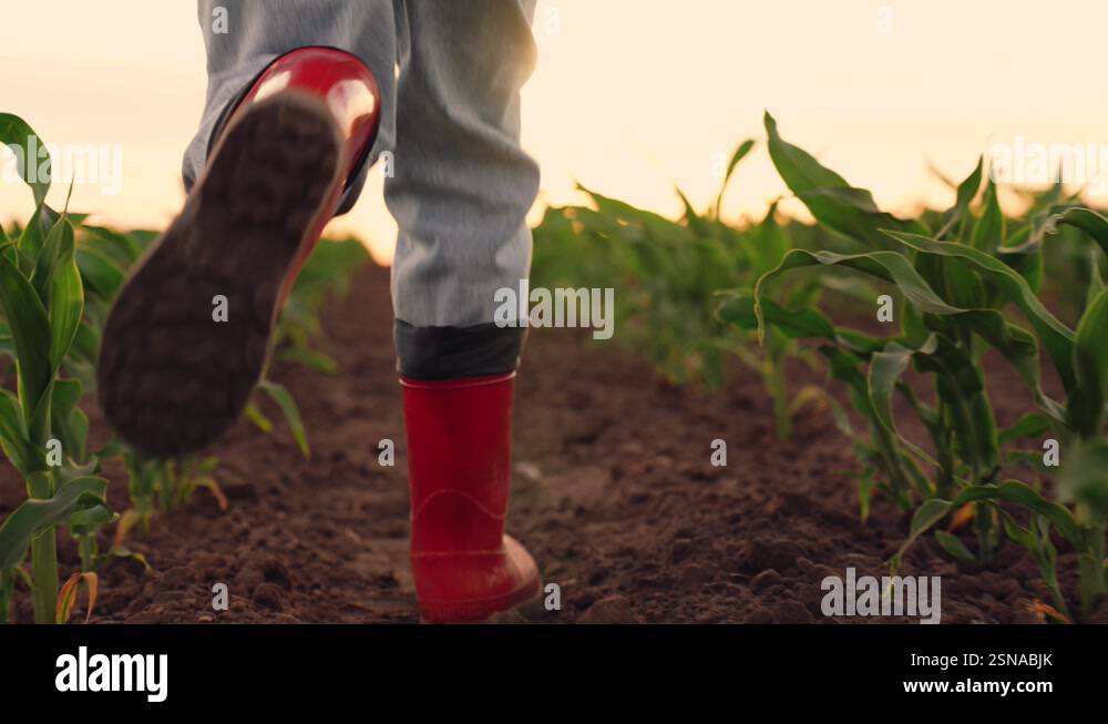 small green corn sprouts sunset field, child running rubber boots ...