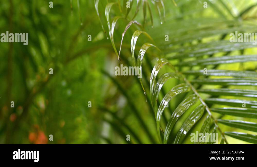 Water drop off leaves Stock Videos & Footage - HD and 4K Video Clips ...