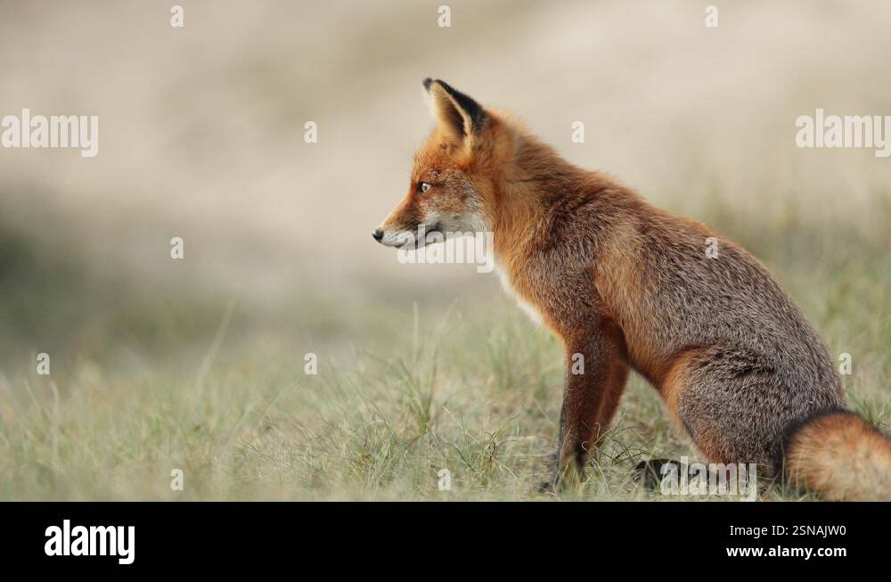 Red fox profile view Stock Videos & Footage - HD and 4K Video Clips - Alamy
