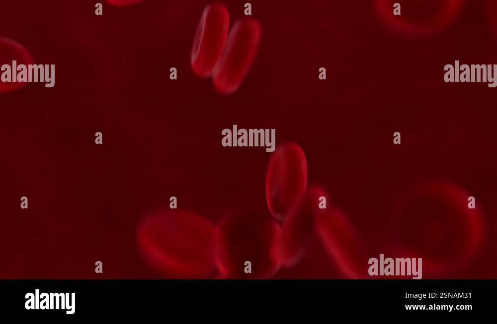 Red Blood Cells Flow Video in 4K | Blood Cells Under Microscope UHD ...