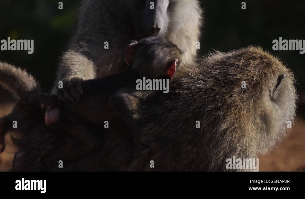 Cercopithecidae africa african wildlife Stock Videos & Footage - HD and 4K Video Clips - Alamy