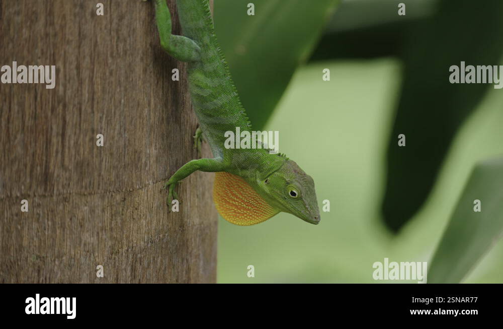 Jamaican giant anole, an endemic lizard from Jamaica. Display behaviour ...