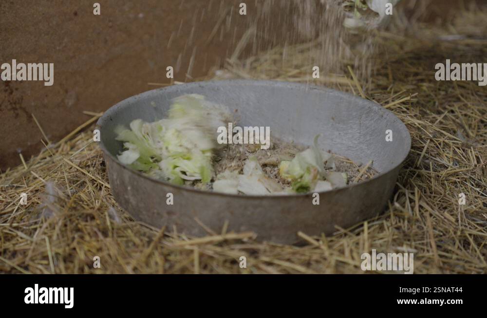 Chopped animal Stock Videos & Footage - HD and 4K Video Clips - Alamy