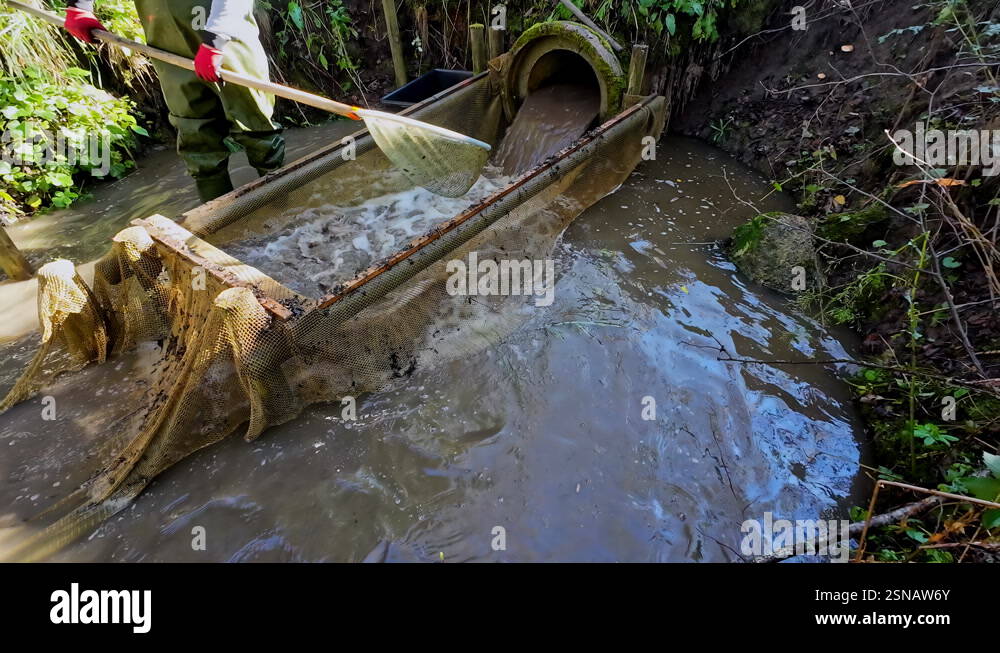 Fishing lake drainage Stock Videos & Footage - HD and 4K Video Clips ...