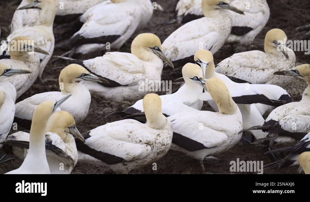 Breeding pair bird Stock Videos & Footage - HD and 4K Video Clips - Alamy