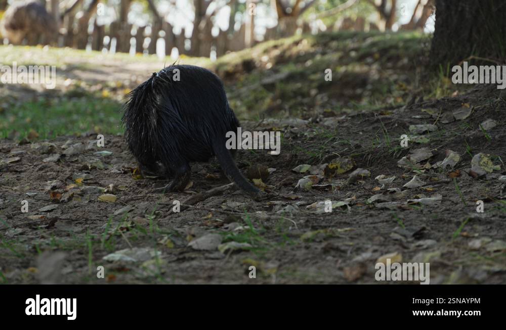 A rear view of a black nutria walking among trees in a swamp. The ...