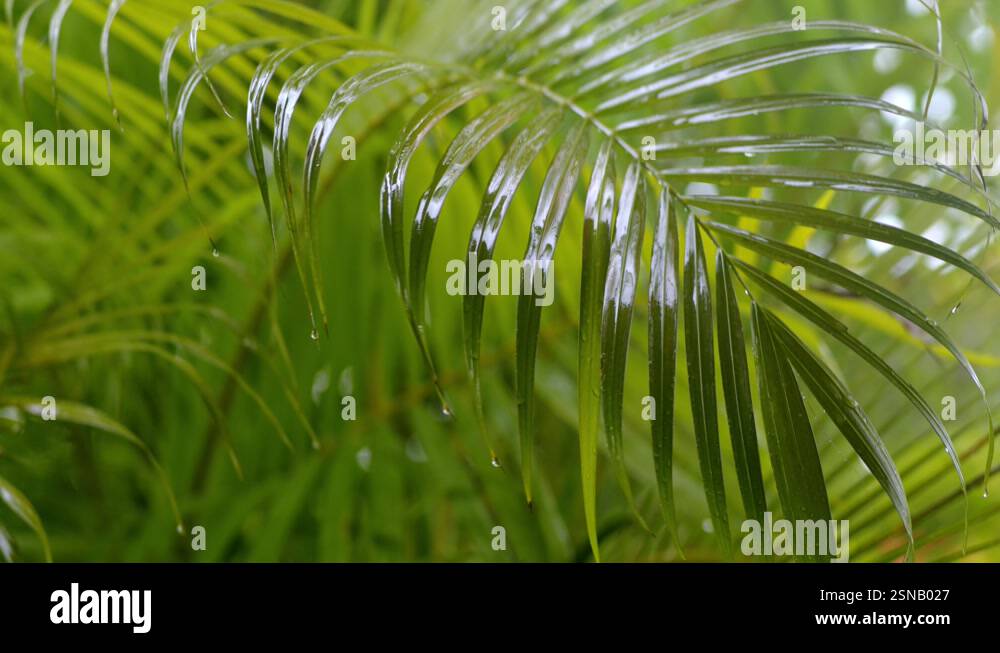 Wet palm leaves leaflet blowing in the wind rain drops falling Stock ...
