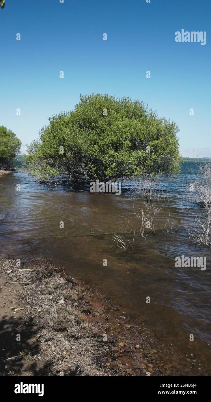 Peaceful lake scene waterlogged tree Stock Videos & Footage - HD and 4K ...