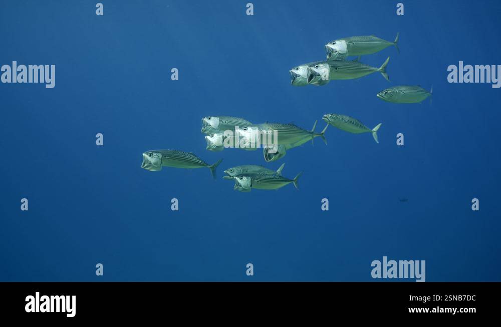 School of Mackerel swimming with open mouths and filtering for plankton ...