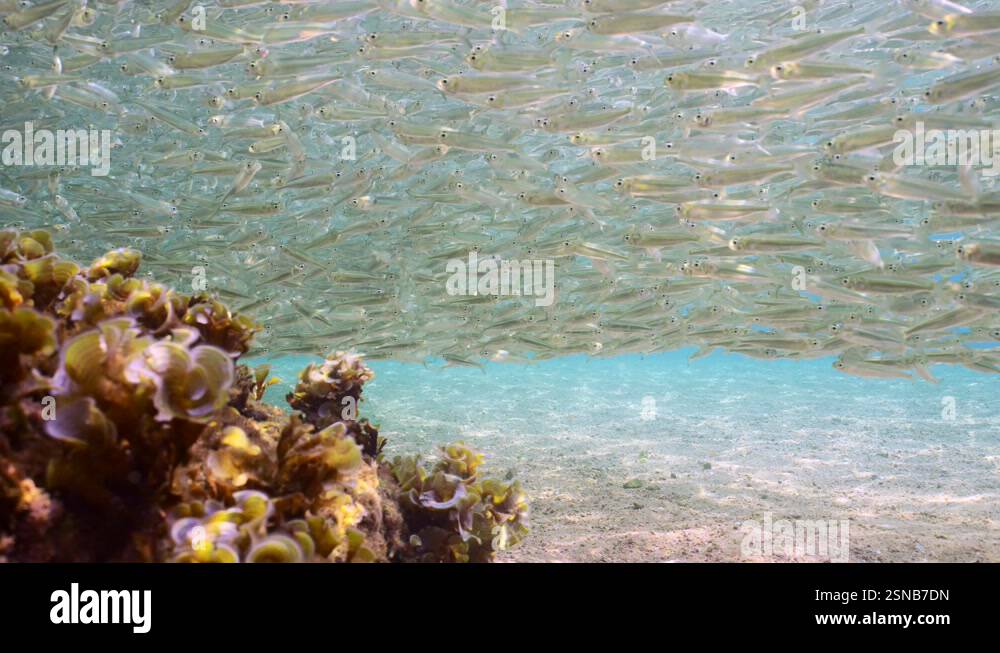 Large accumulation silverside fish swim Stock Videos & Footage - HD and ...