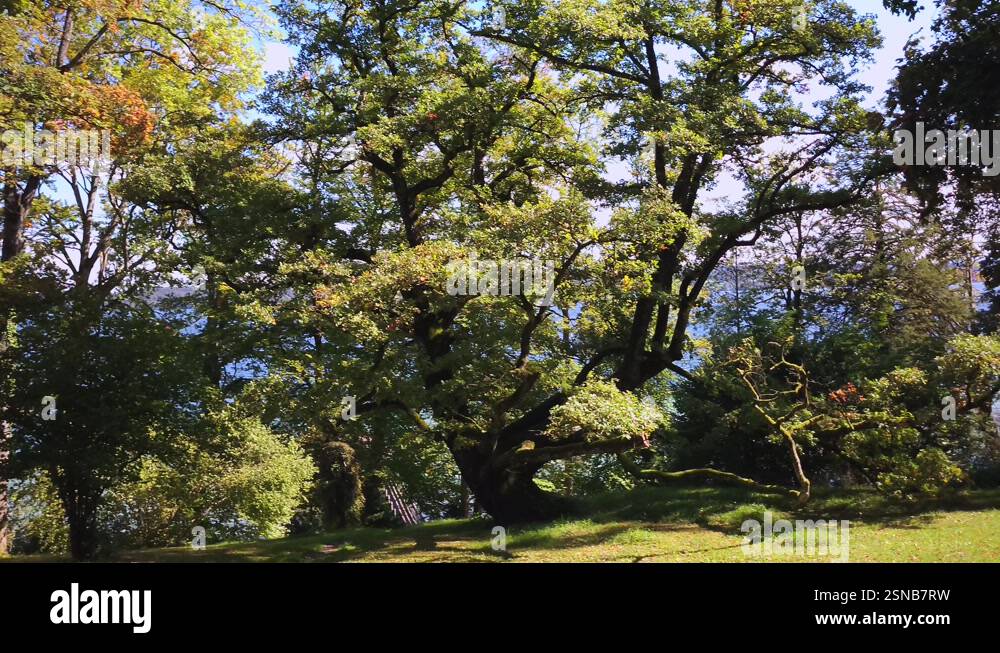 Beautiful oak tree in Stock Videos & Footage - HD and 4K Video Clips ...