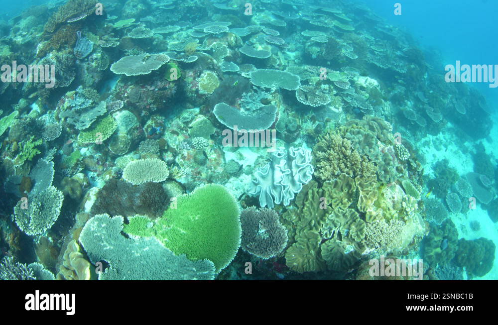 Indonesia alor island coral Stock Videos & Footage - HD and 4K Video ...
